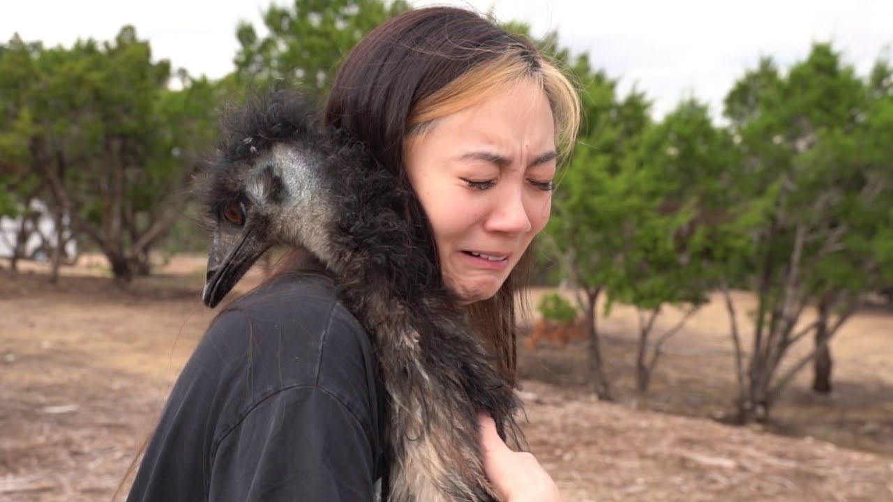 Collaborations | Alveus Sanctuary