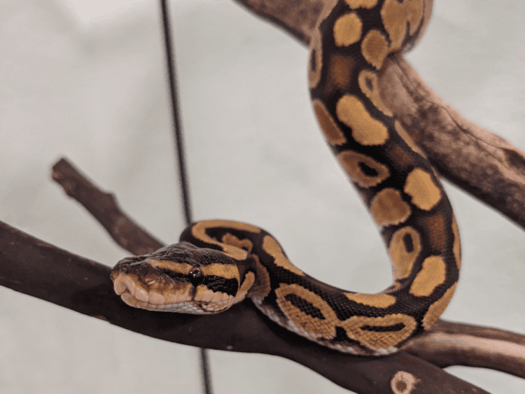 Ambassadors | Alveus Sanctuary