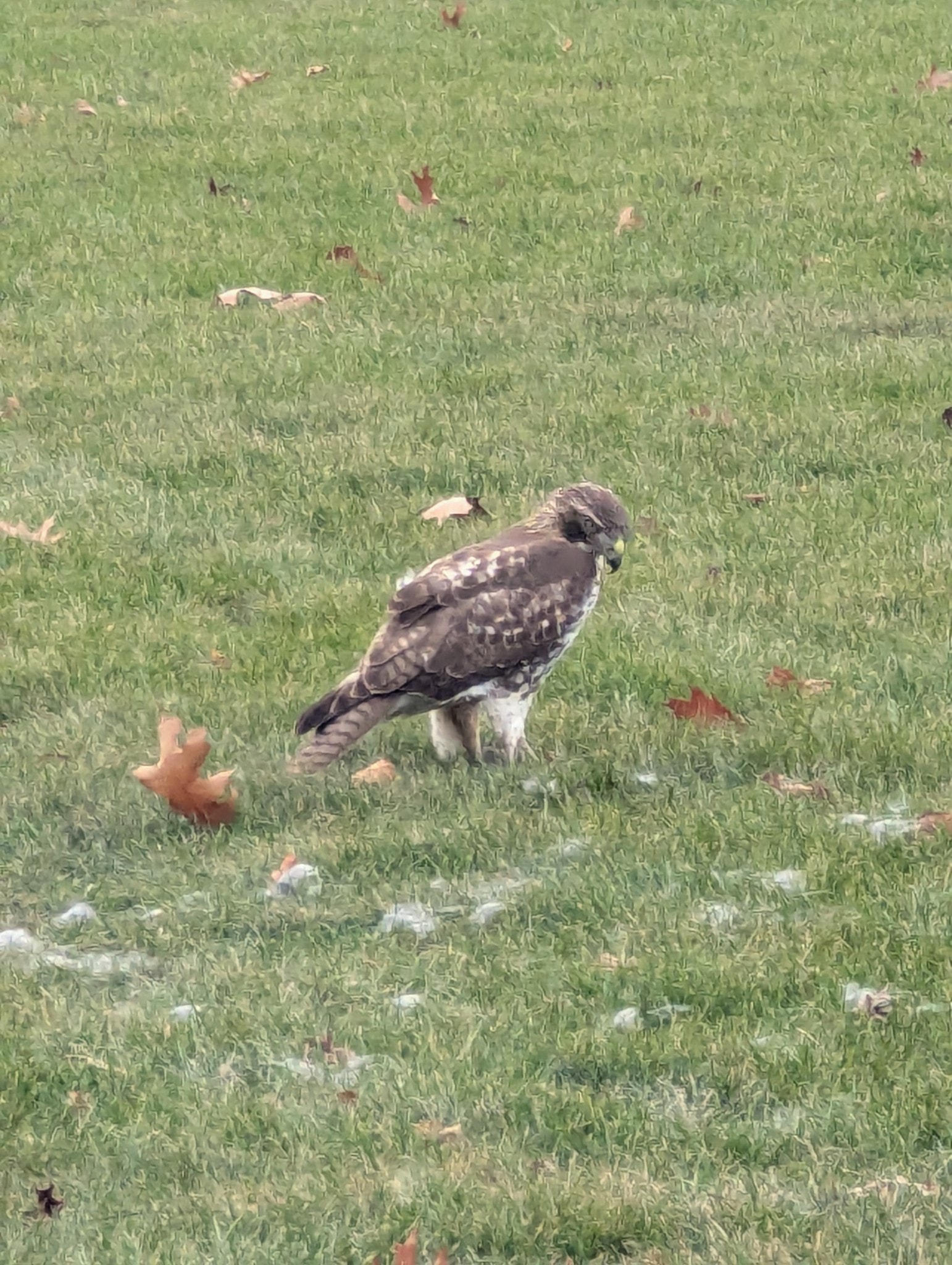 Show and Tell | Alveus Sanctuary