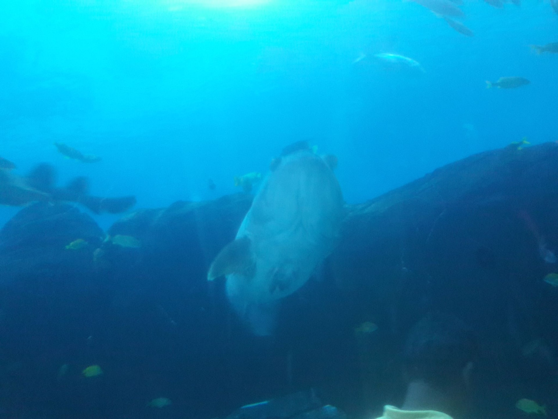 Show and Tell | Alveus Sanctuary