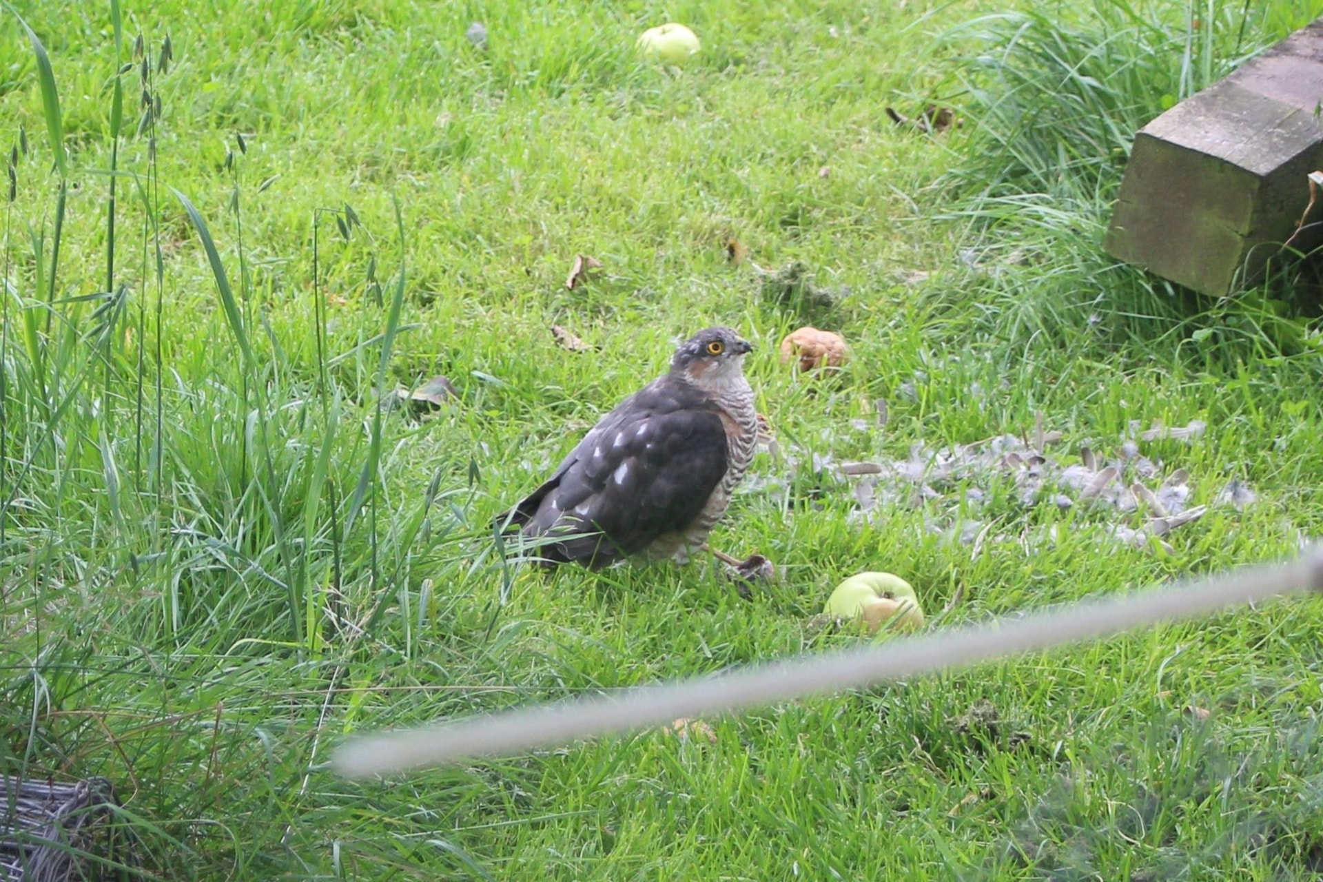 Show and Tell | Alveus Sanctuary