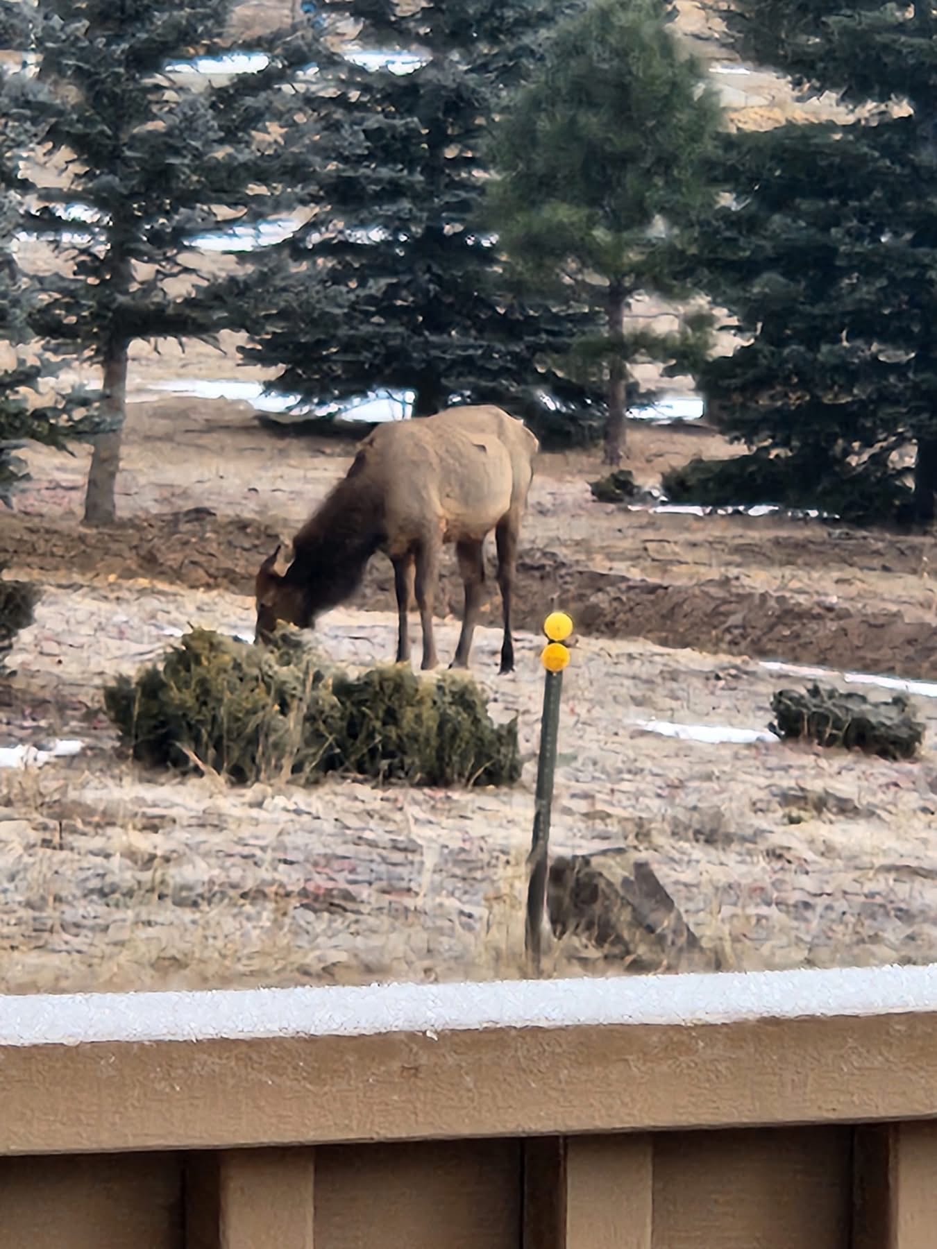 Show and Tell | Alveus Sanctuary