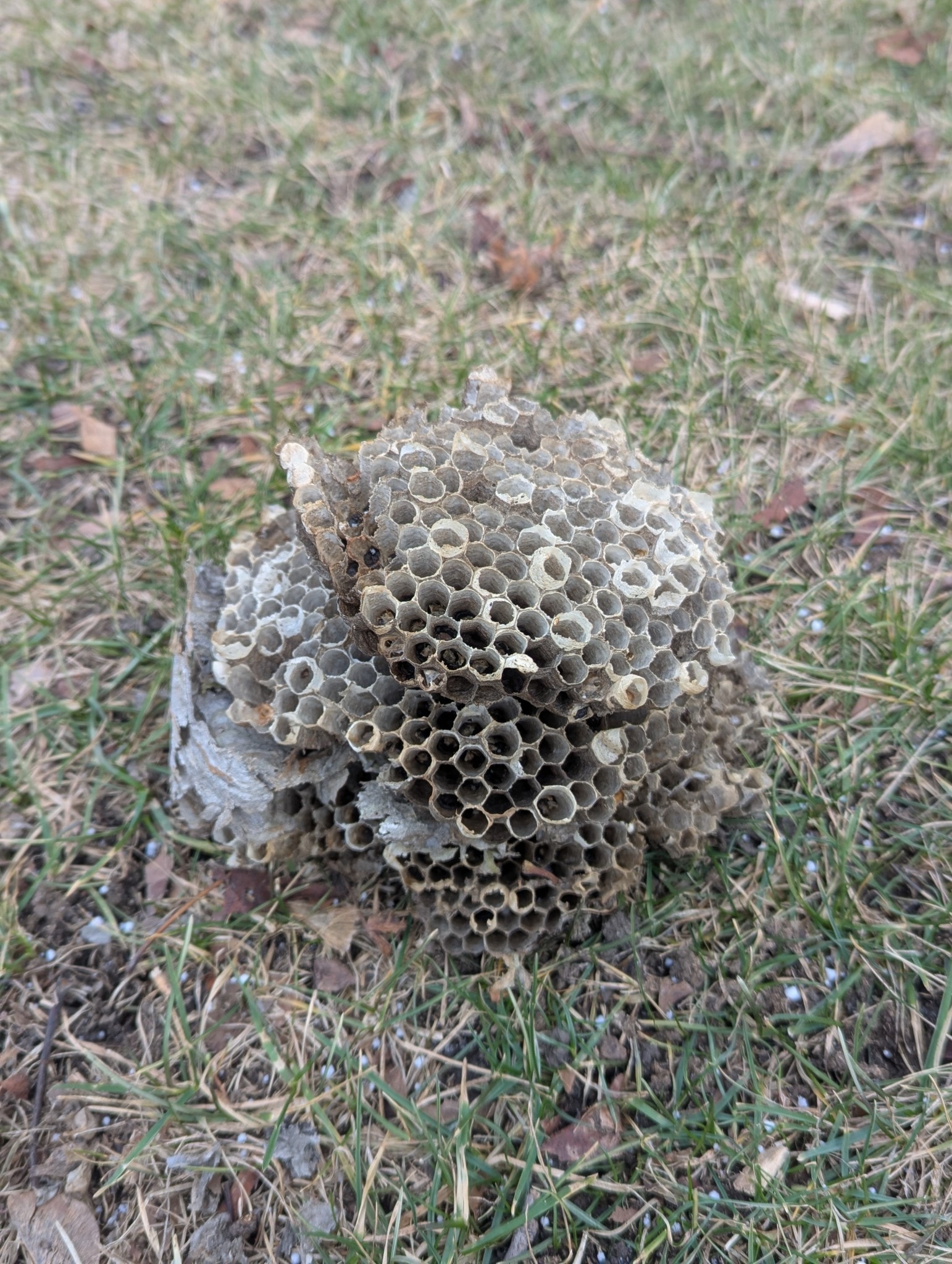 Show and Tell | Alveus Sanctuary