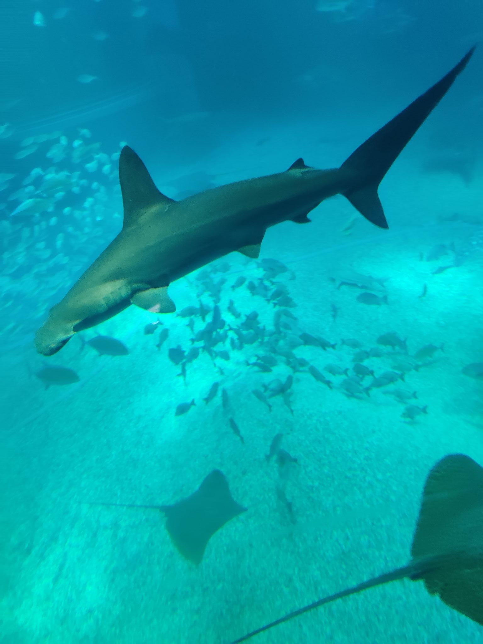 Show and Tell | Alveus Sanctuary