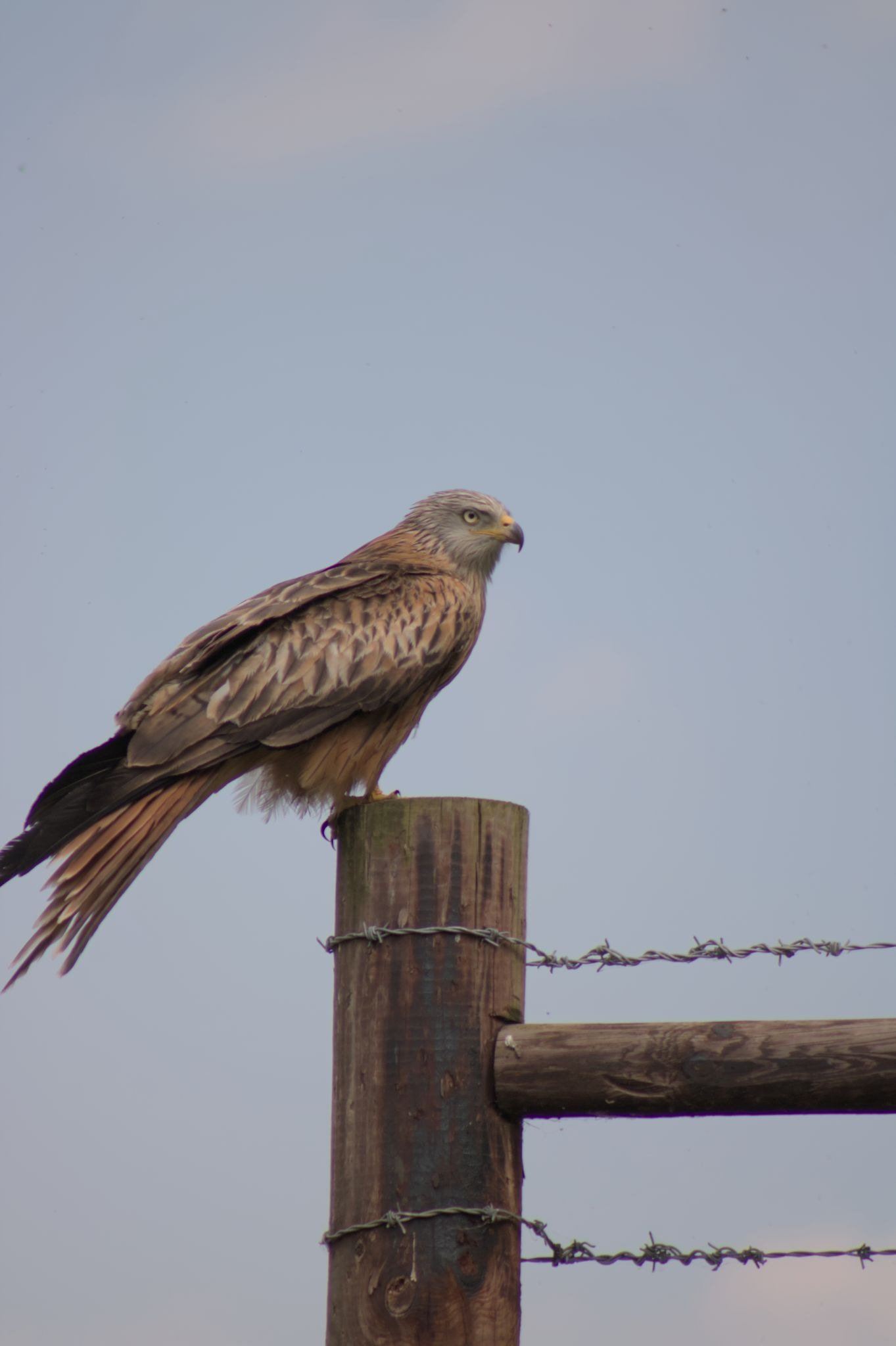 Show and Tell | Alveus Sanctuary