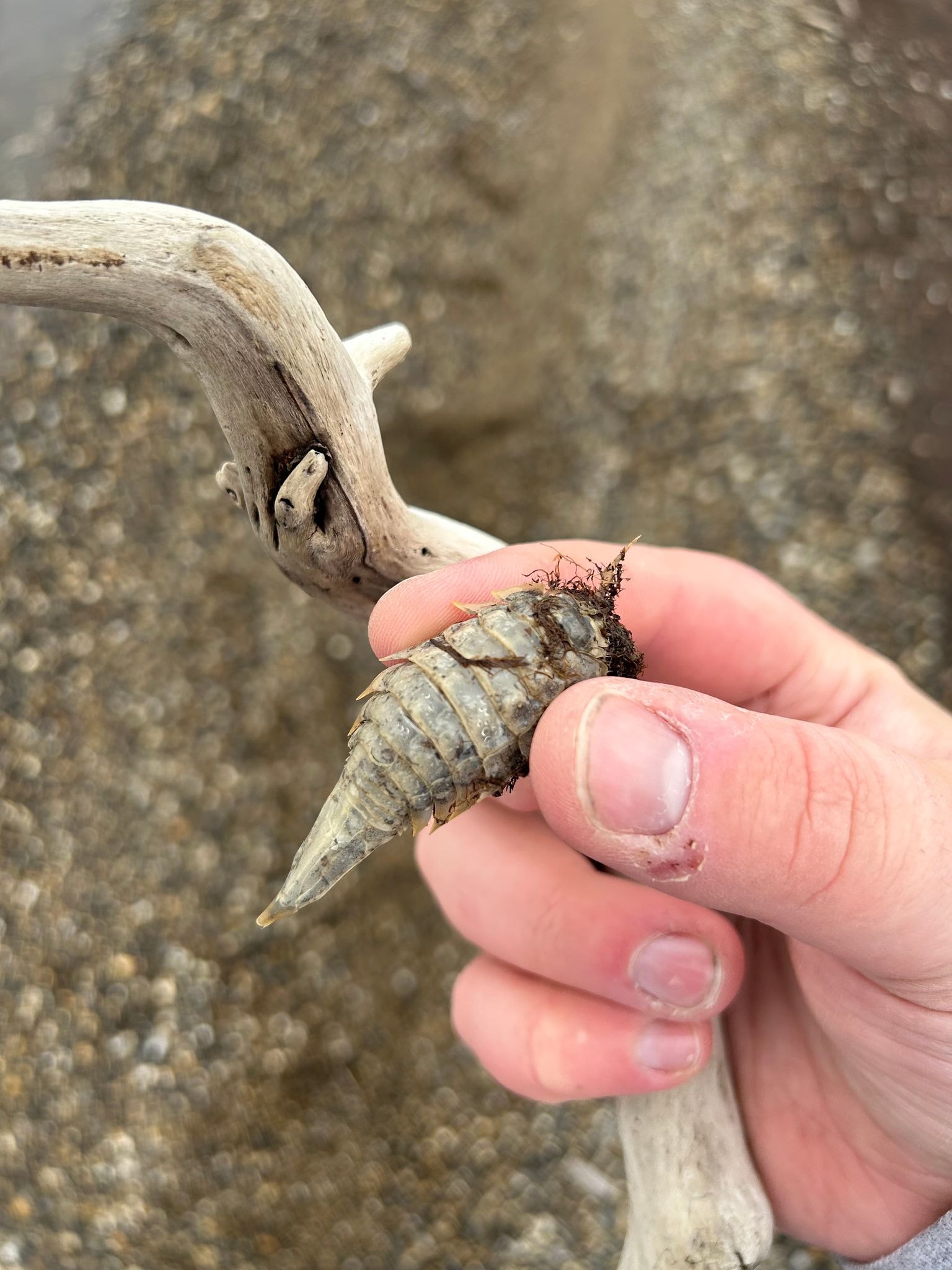 Show and Tell | Alveus Sanctuary