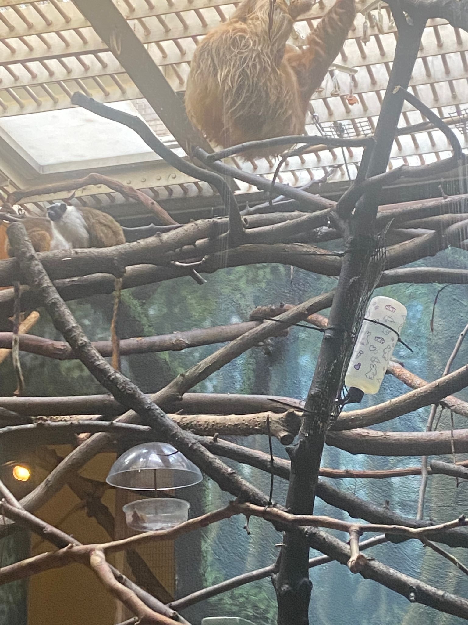 Show and Tell | Alveus Sanctuary