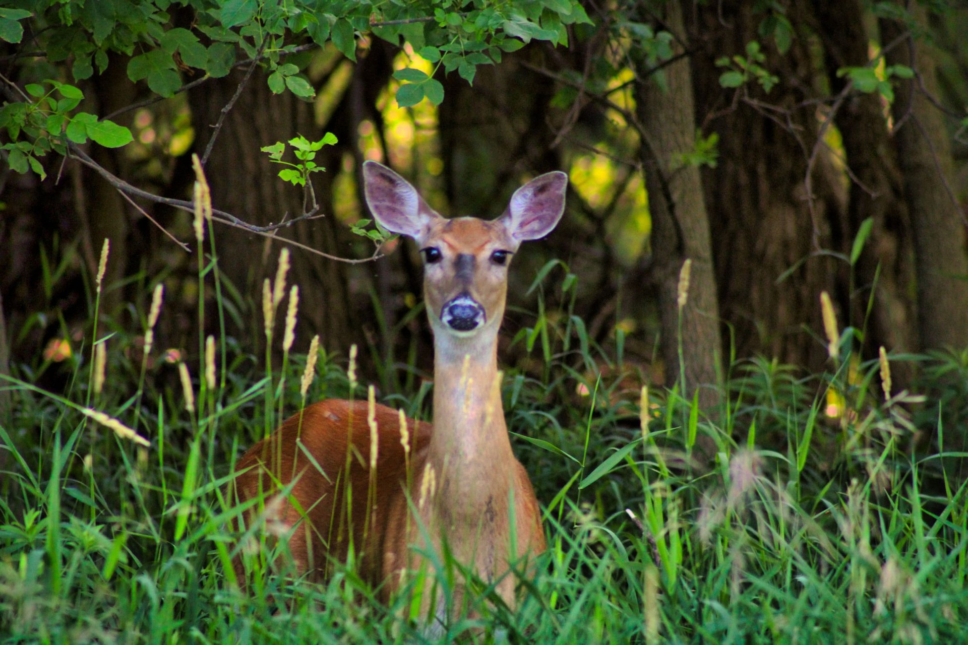 Show and Tell | Alveus Sanctuary