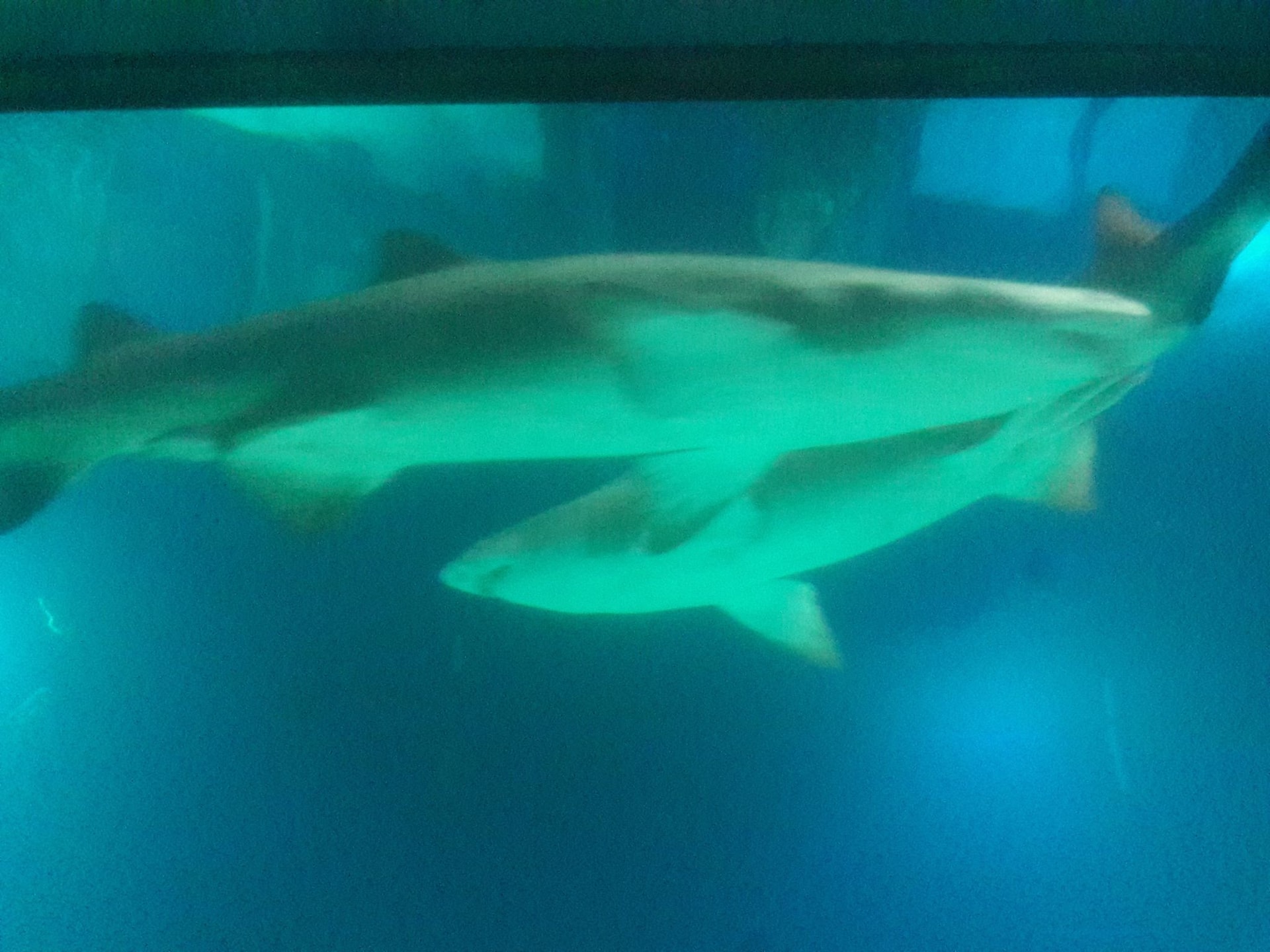 Show and Tell | Alveus Sanctuary