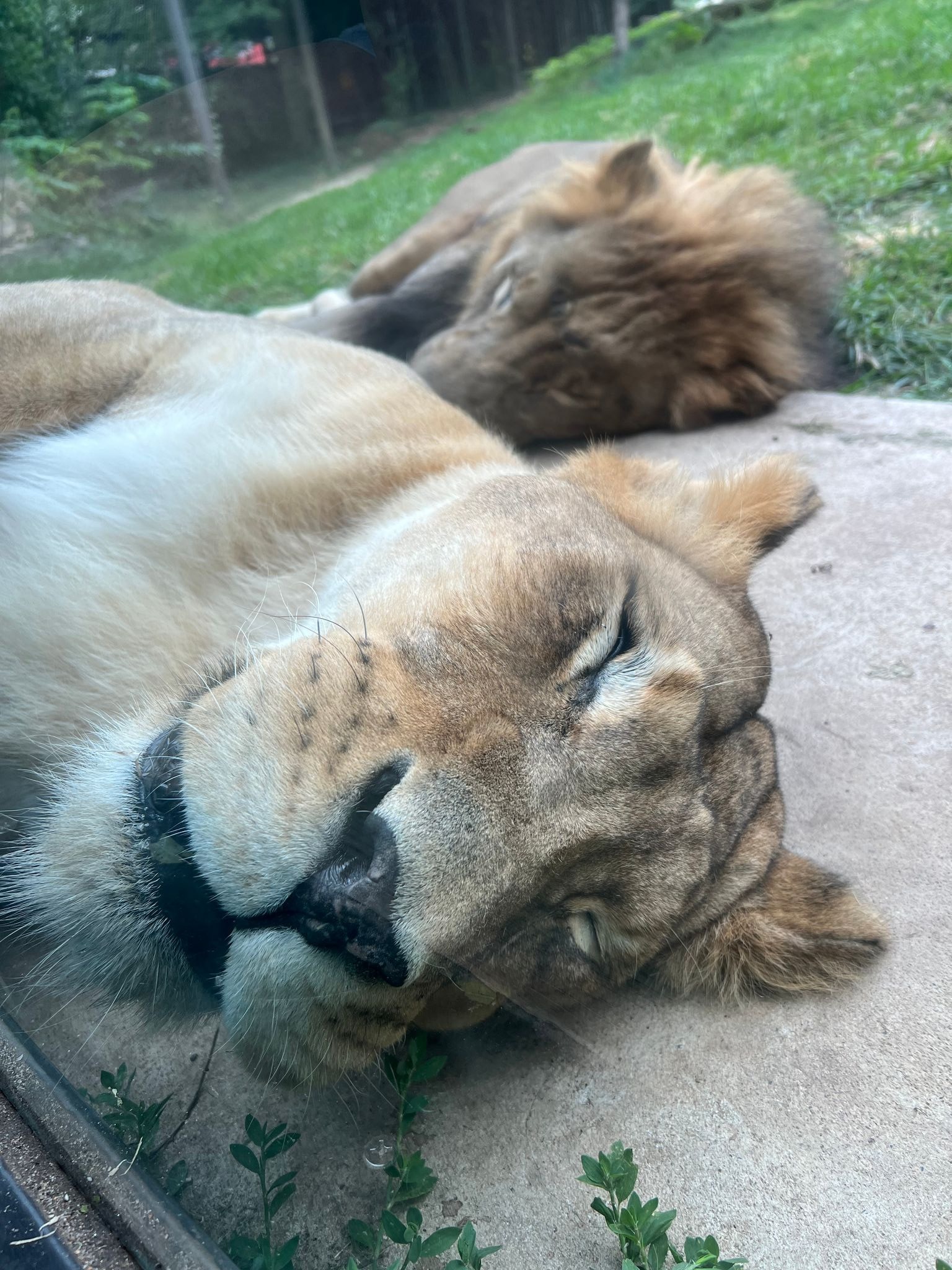 Show and Tell | Alveus Sanctuary