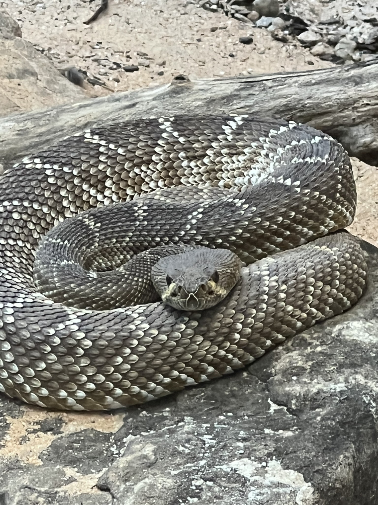 Show and Tell | Alveus Sanctuary